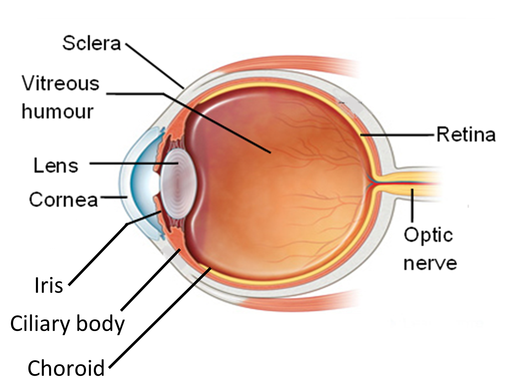 Eye problems – uveitis - The Dudley Group NHS Foundation Trust